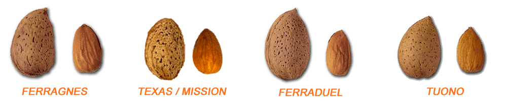 Makin nuts | Greek and Californian natural almonds kernels (shelled ...